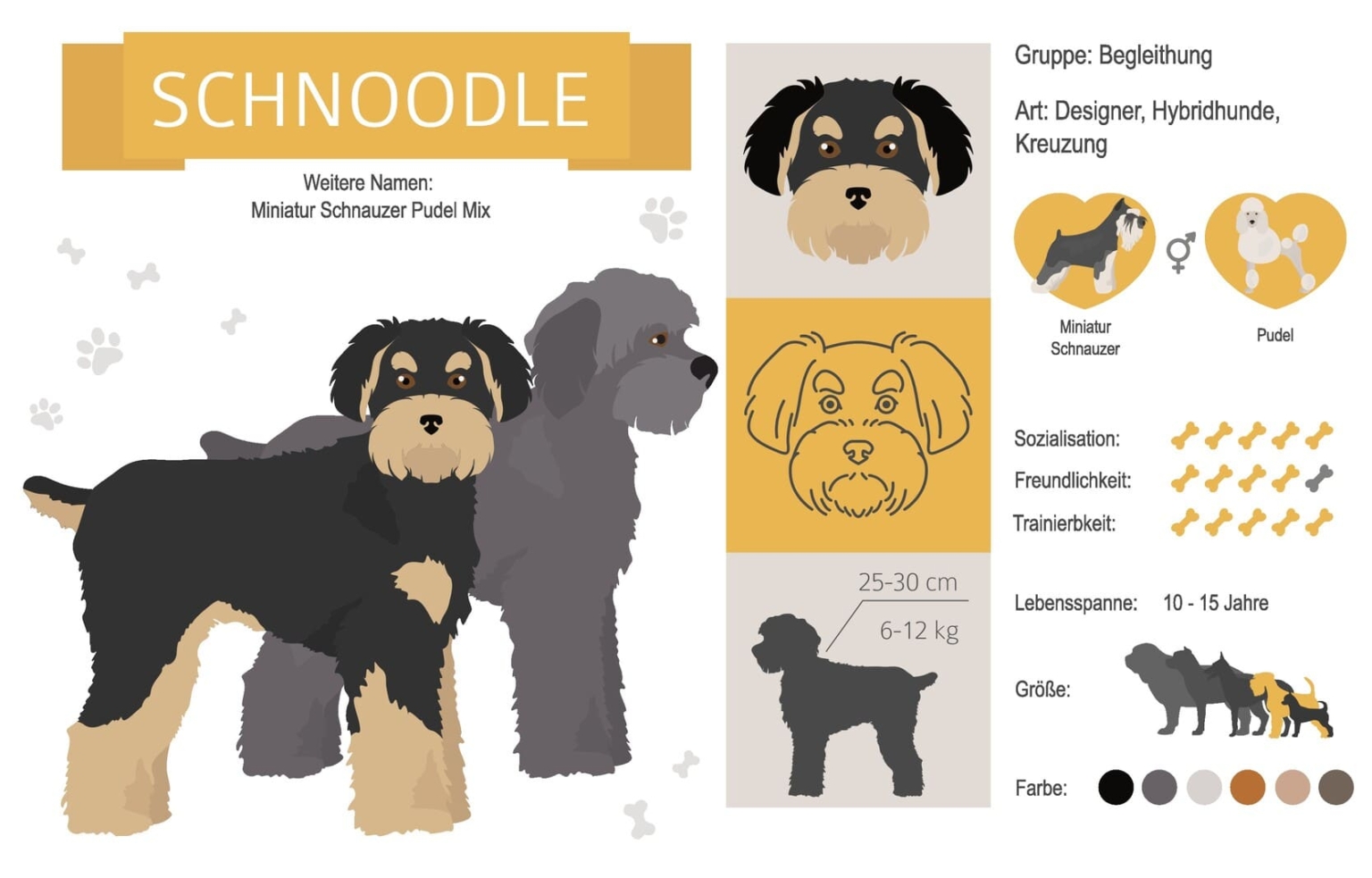 Schnoodle Steckbrief - Alles, was du über den Mischling wissen musst