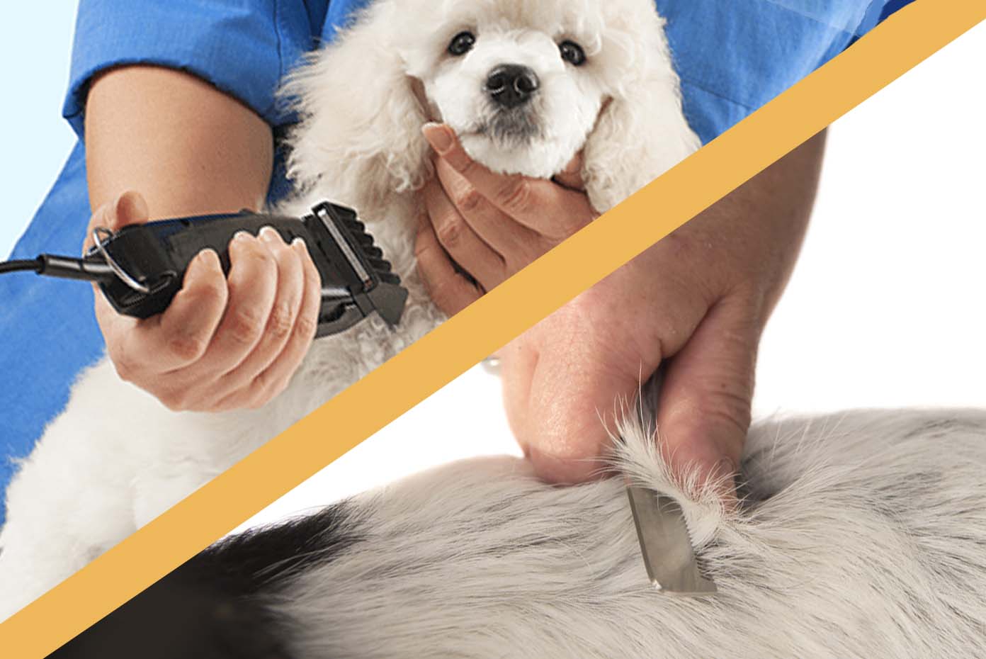 Unterschied trimmen und scheren bei Hunden - Was ist besser?